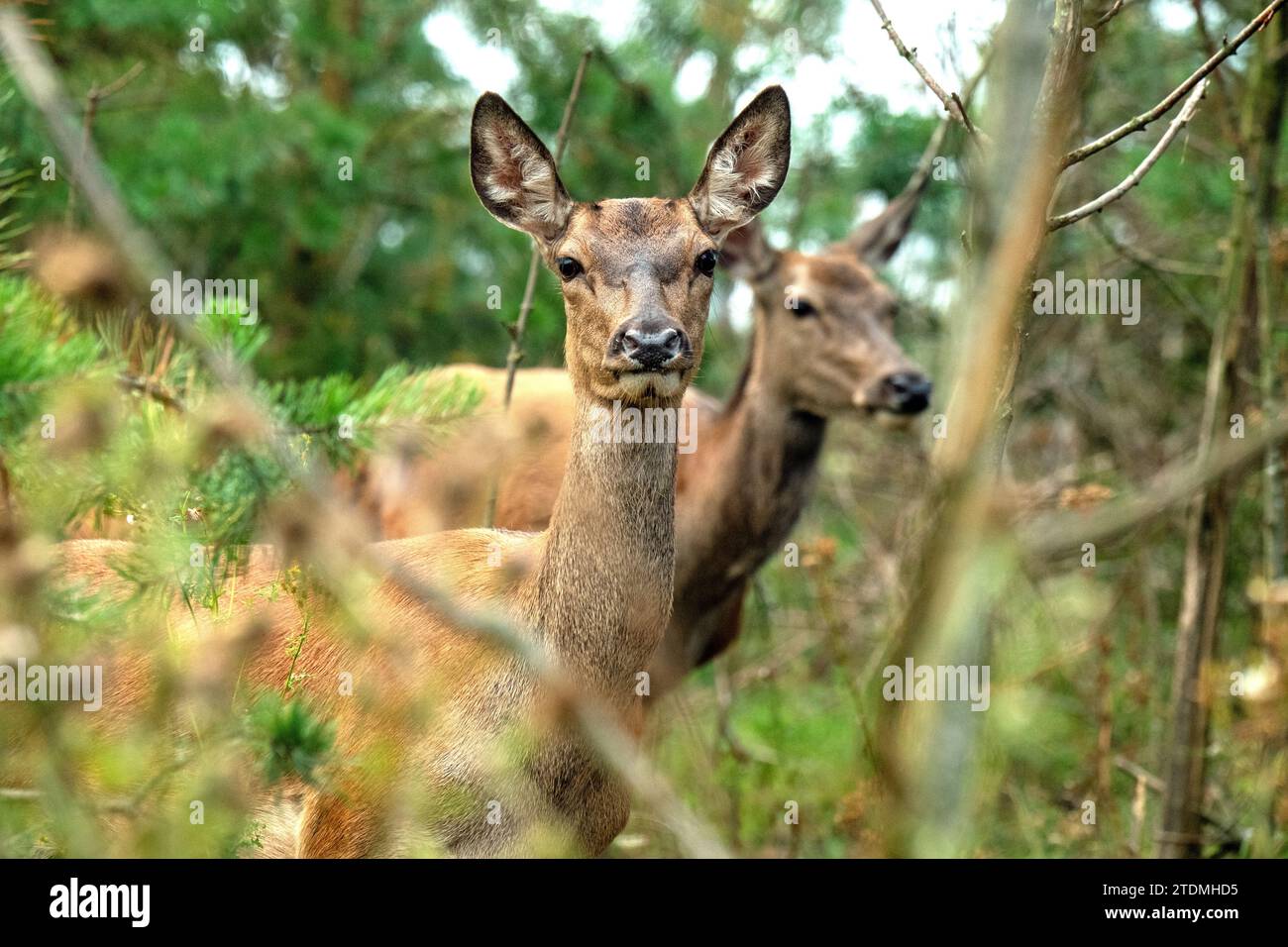 Basthirsch,Basthirsche,Cerviden,Cervus elaphus,Geweih,Geweihträger ...