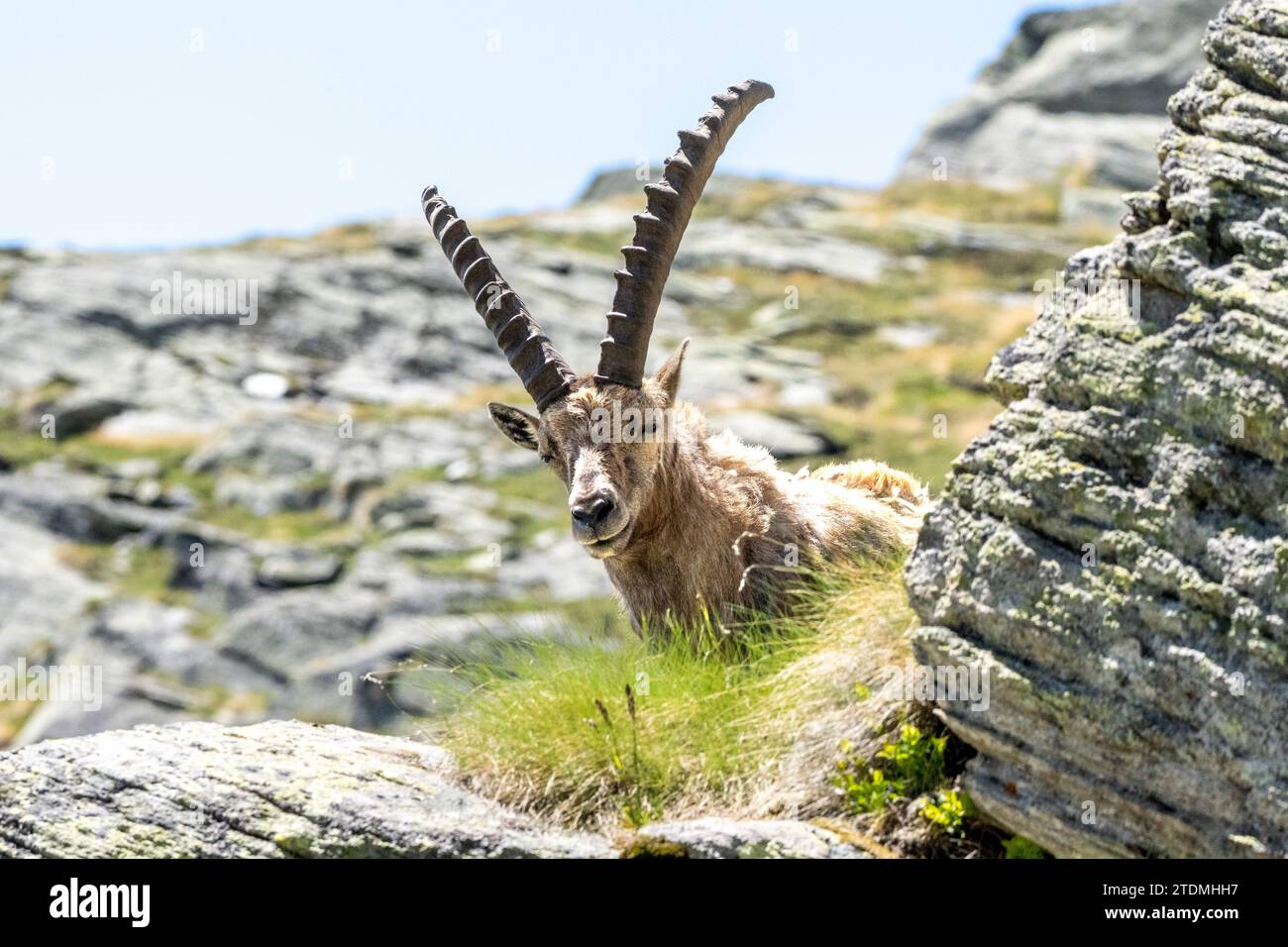 Horned ruminants hi-res stock photography and images - Alamy