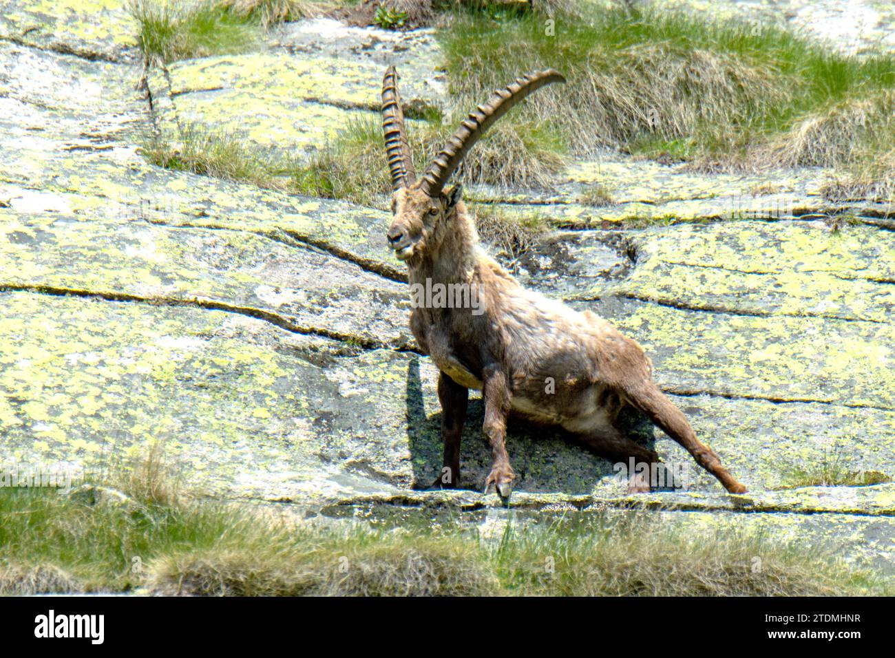 Steinböcke capra steinbock hi-res stock photography and images - Alamy