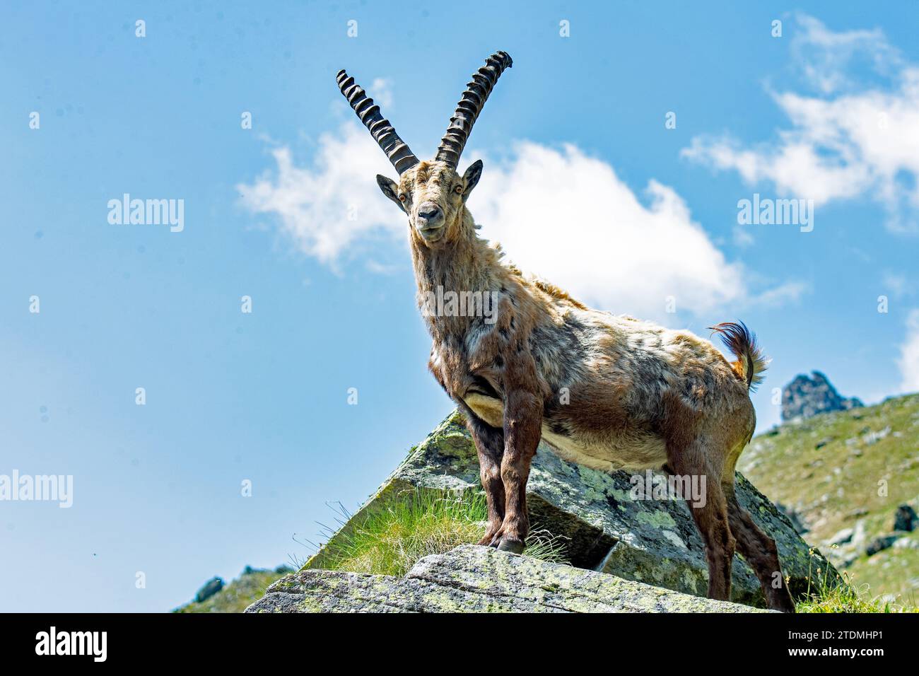 Steinböcke capra steinbock hi-res stock photography and images - Alamy