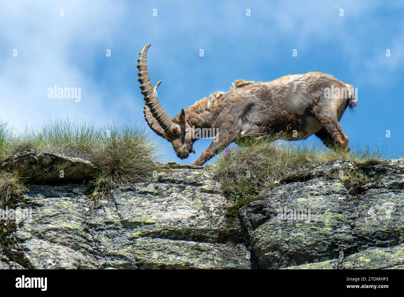 Steinböcke capra steinbock hi-res stock photography and images - Alamy
