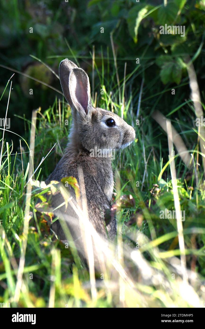 Cuniculus,Einheimische Tiere,Freilebende Tiere,Graue Flitzer,Grauer ...