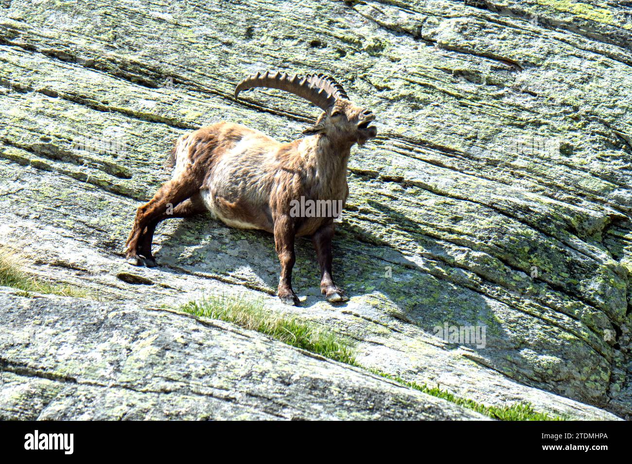 Steinbock gebirge hi-res stock photography and images - Alamy