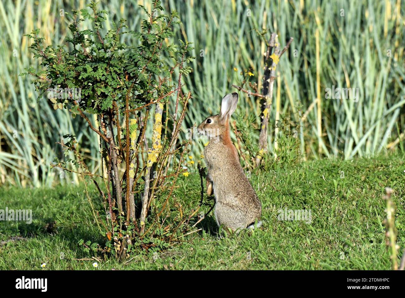 Cuniculus,Einheimische Tiere,Freilebende Tiere,Graue Flitzer,Grauer ...