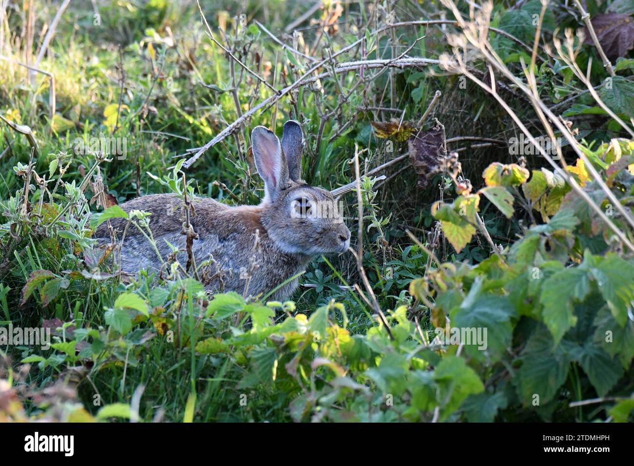 Cuniculus,Einheimische Tiere,Freilebende Tiere,Graue Flitzer,Grauer ...