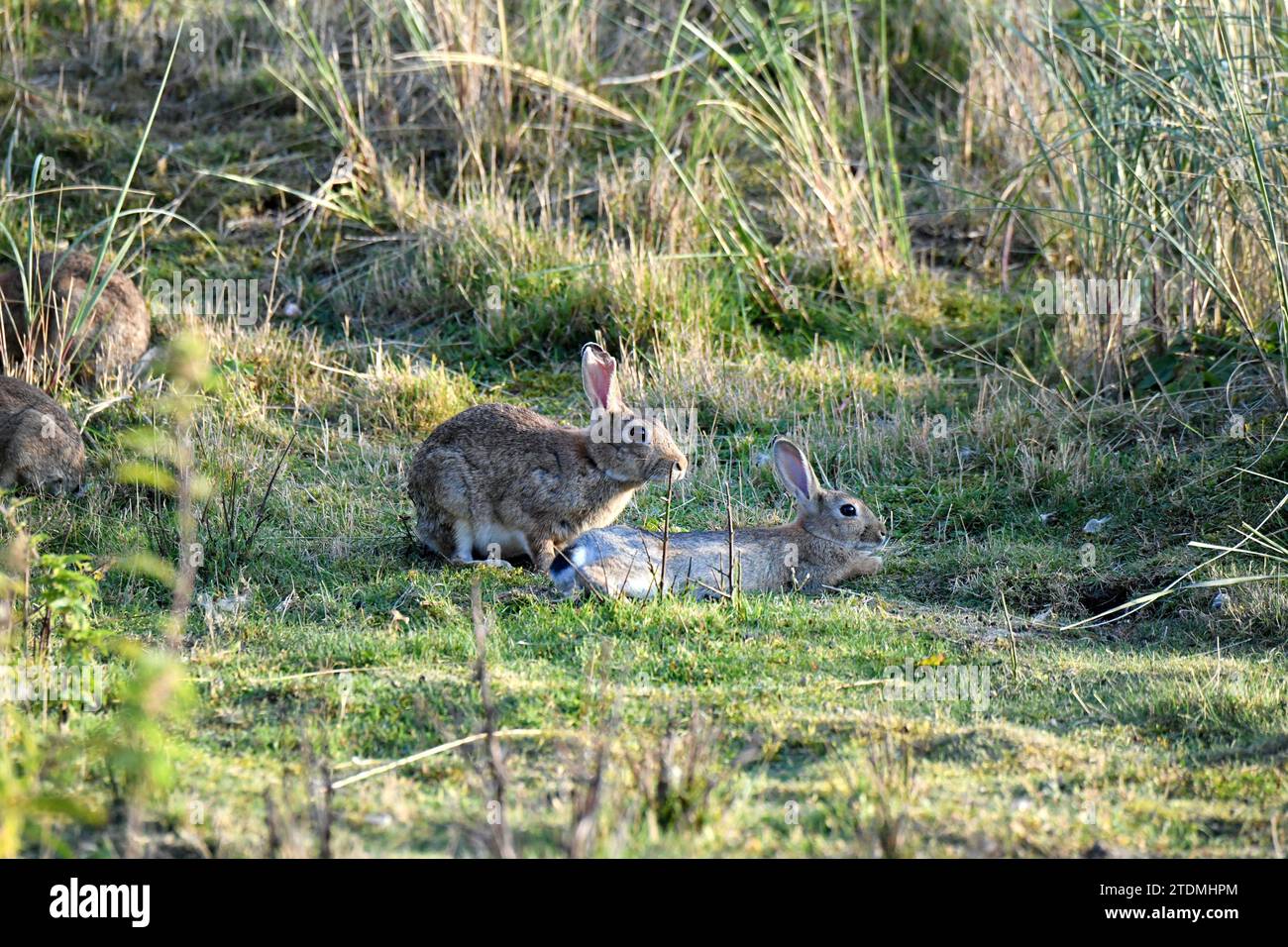 Cuniculus,Einheimische Tiere,Freilebende Tiere,Graue Flitzer,Grauer ...
