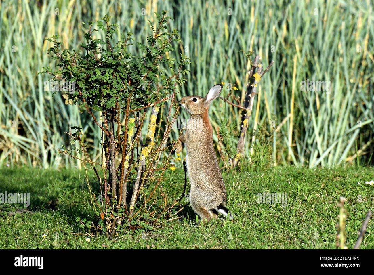 Cuniculus,Einheimische Tiere,Freilebende Tiere,Graue Flitzer,Grauer ...