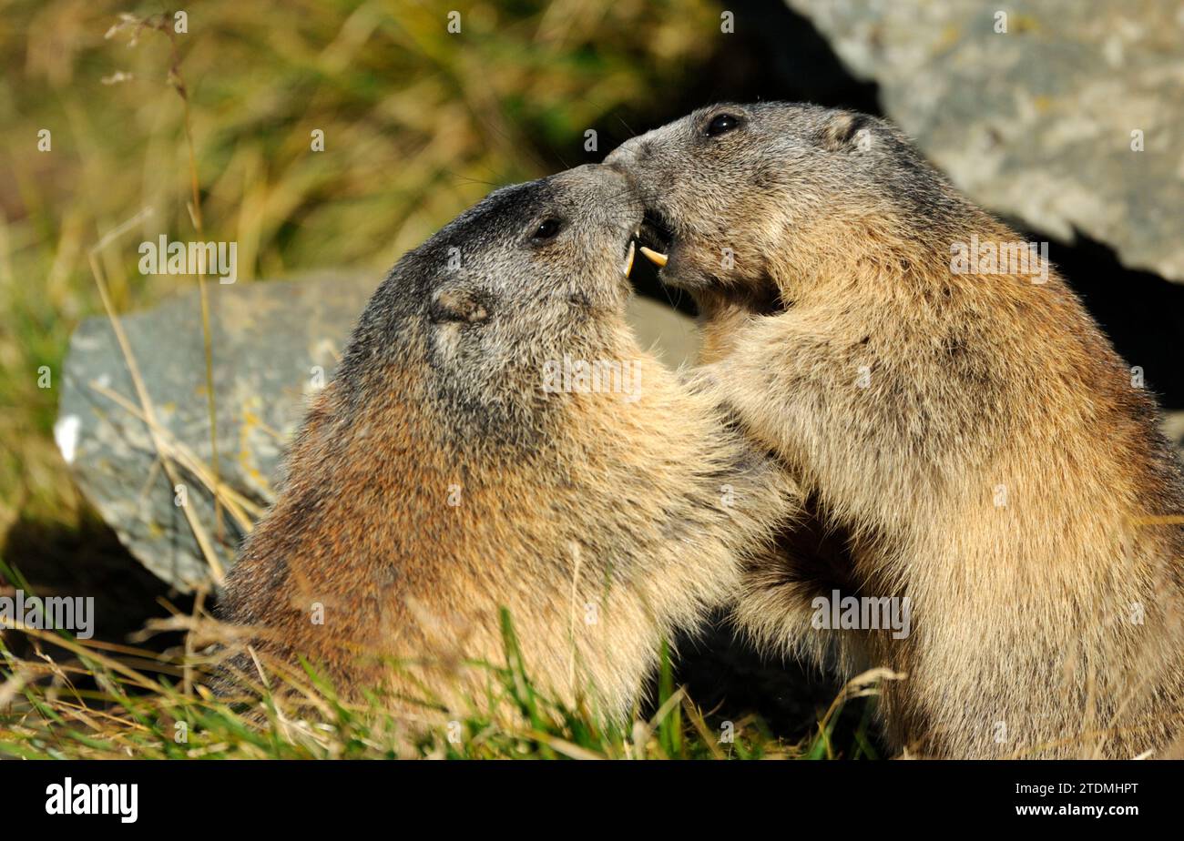 Alpenmurmeltier,Echte Erhörnchen,Erdhörnchen,Hörnchen,Hörnchenverwandte,Mankei,Marmota ...