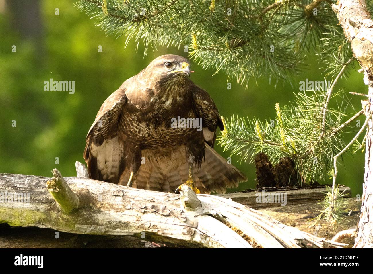 Bussard,Bussard am Waldrand,Bussard im Mai,Bussarde,Buteo buteo ...