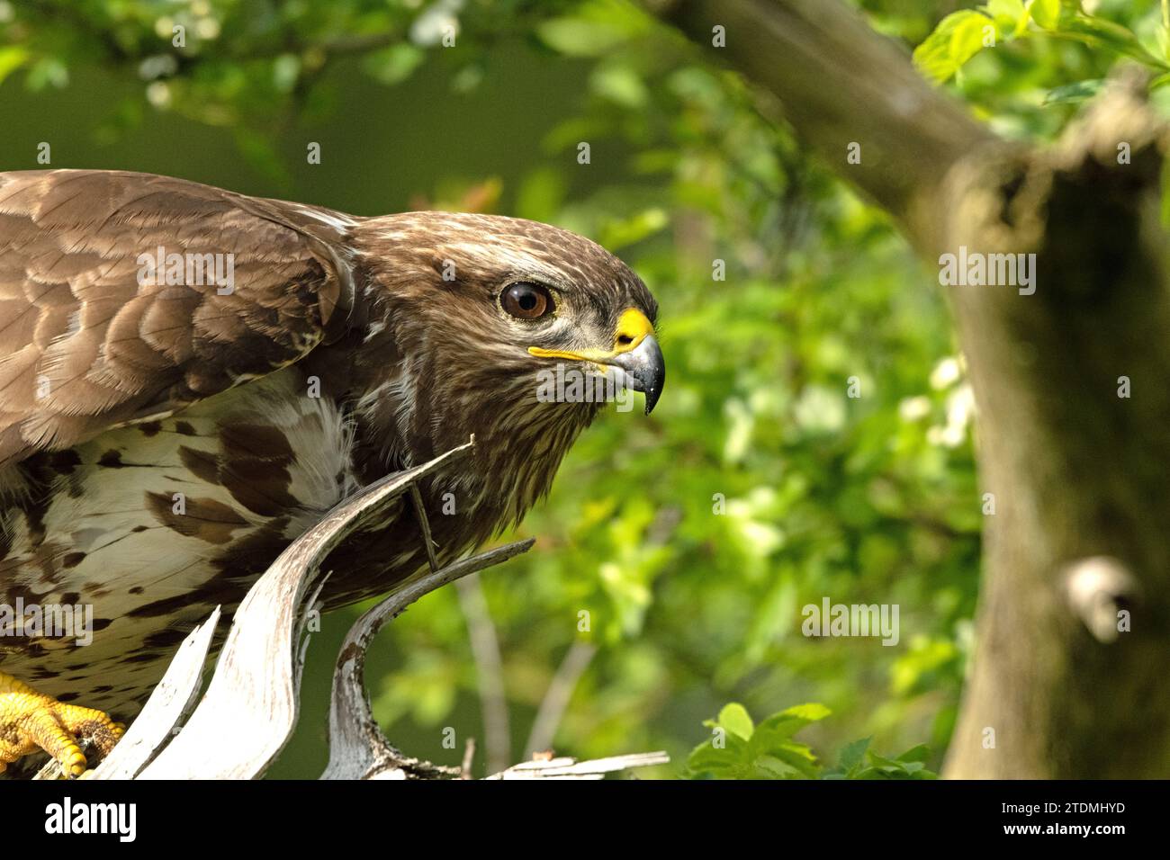 Heimische Greifvgel Bilder