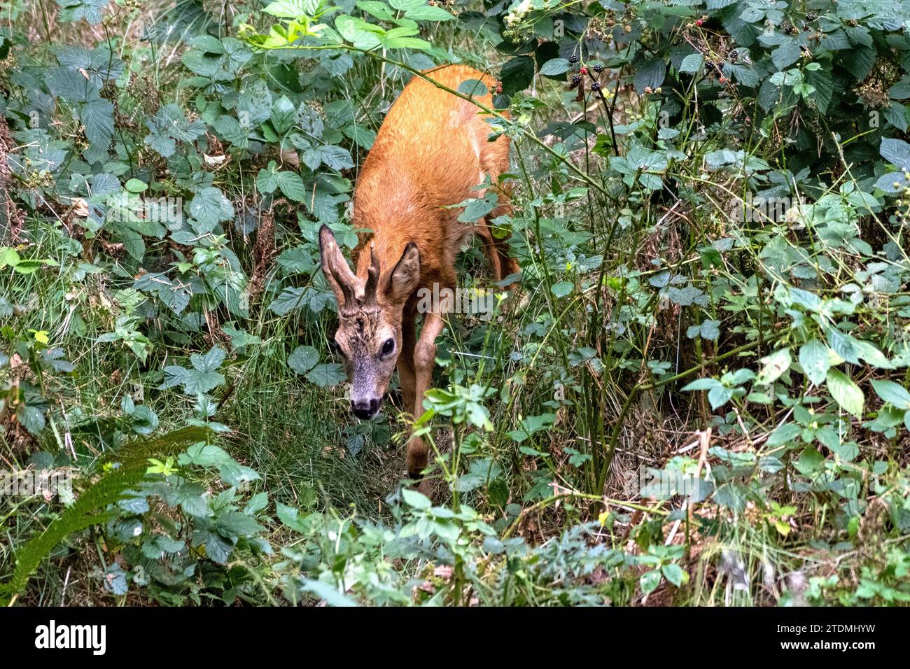 Brunft,Brunft im Wald,Brunftiger Rehbock,Capreolus capreolus,Natur ...