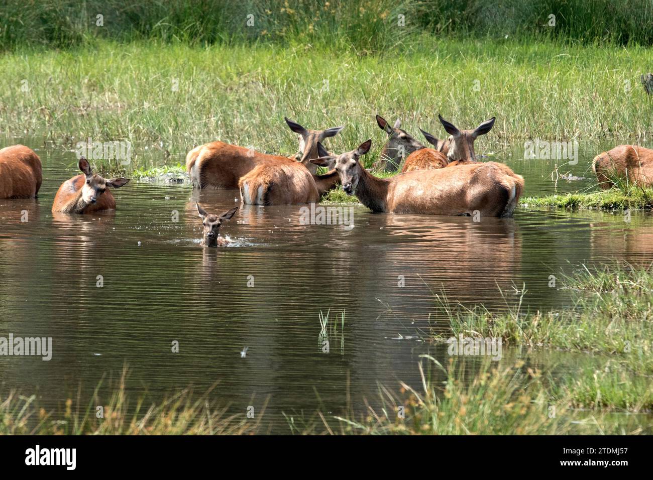 Huftiere hi-res stock photography and images - Alamy