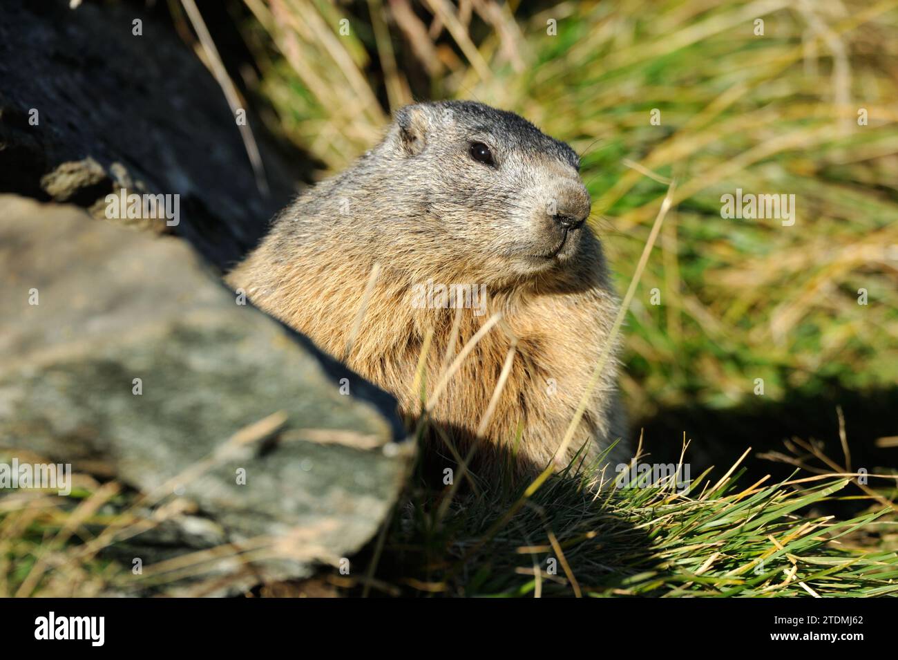 Alpenmurmeltier,Echte Erhörnchen,Erdhörnchen,Hörnchen,Hörnchenverwandte,Mankei,Marmota ...