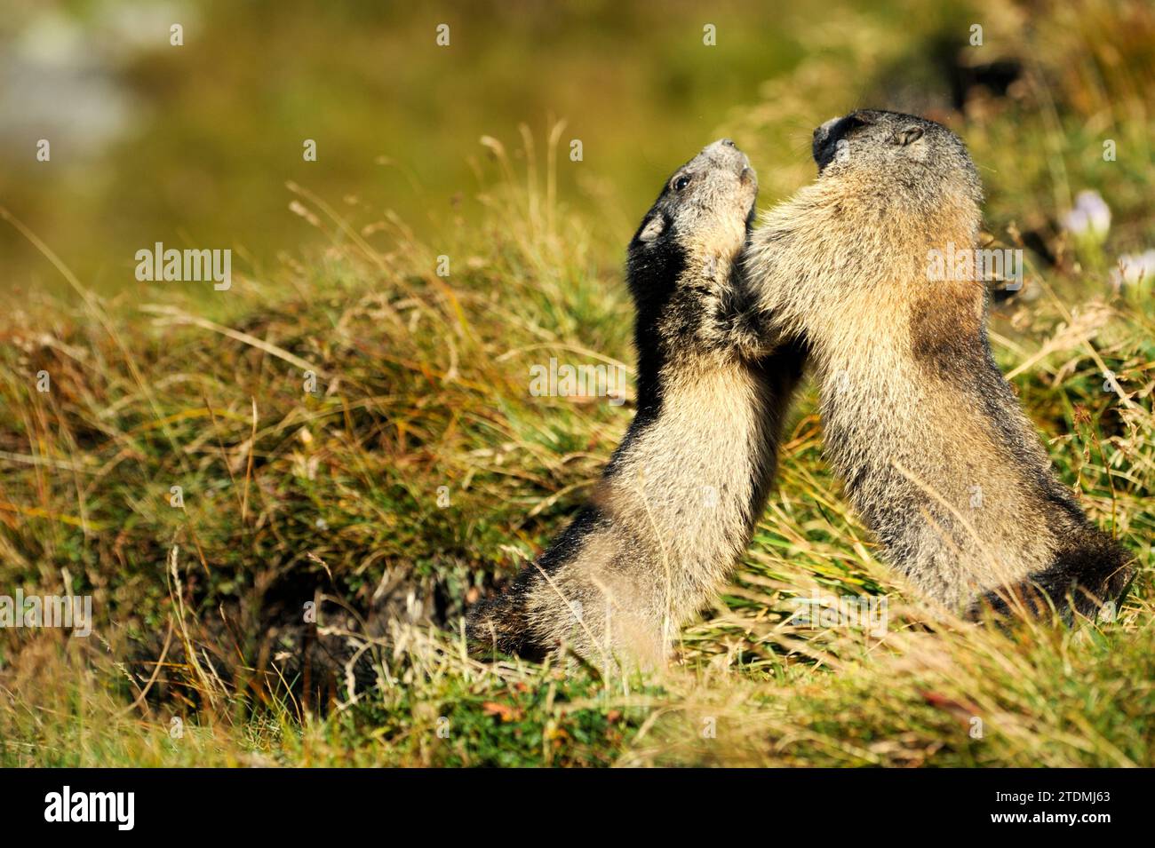 Alpenmurmeltier,Echte Erhörnchen,Erdhörnchen,Hörnchen,Hörnchenverwandte ...