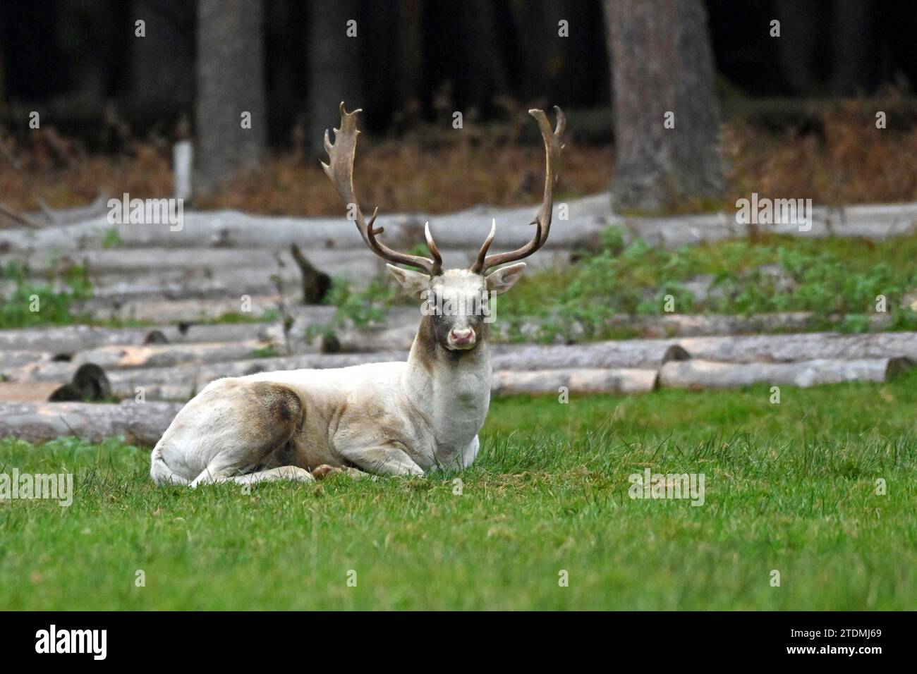 Brunftzeit Damwild,Cerviden,Dama Dama,Damhirsch,Damhirsche,Damwild ...