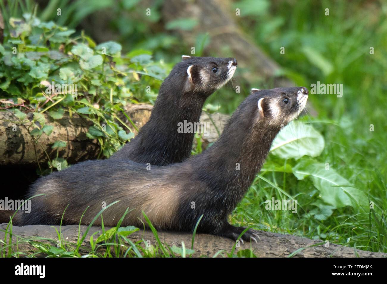 Noble pelt hi-res stock photography and images - Alamy