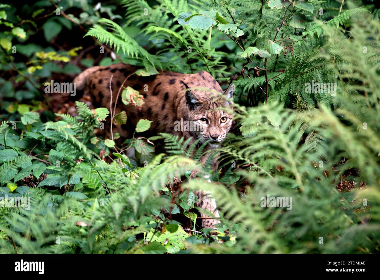Ansitz-Jäger,Ansitzjäger,Einheimische Raubtiere,Endemisch,Groß-Katze ...
