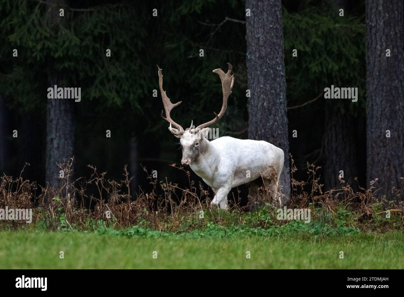 Schaufler hi-res stock photography and images - Alamy