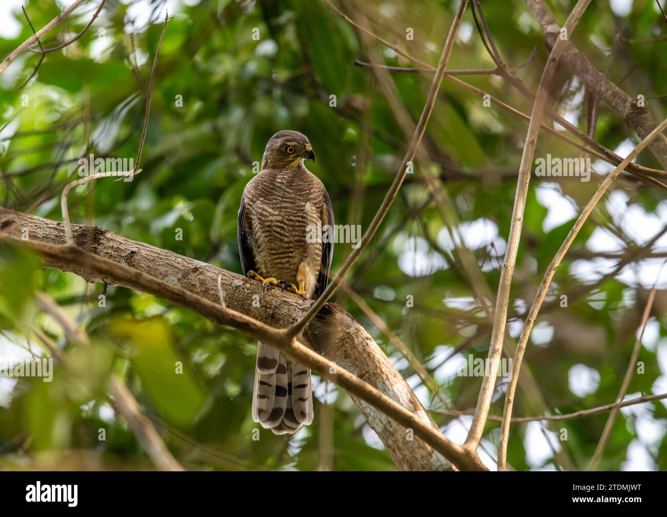 Capturing the Majestic Spirit of Predatory Elegance: The Shikra ...