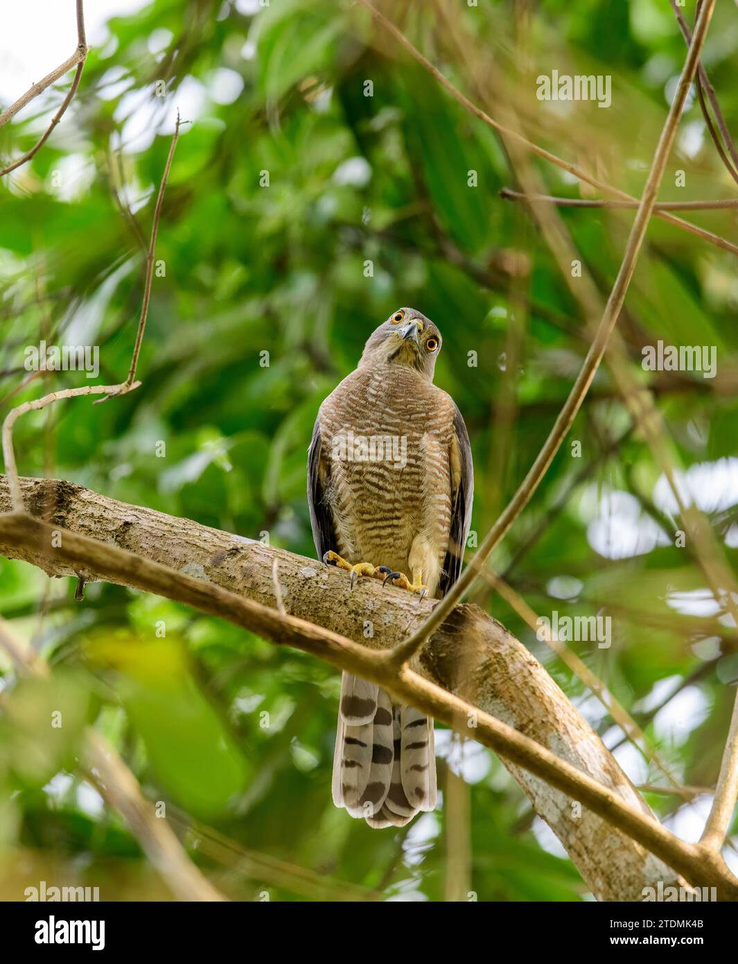 Capturing the Majestic Spirit of Predatory Elegance: The Shikra ...