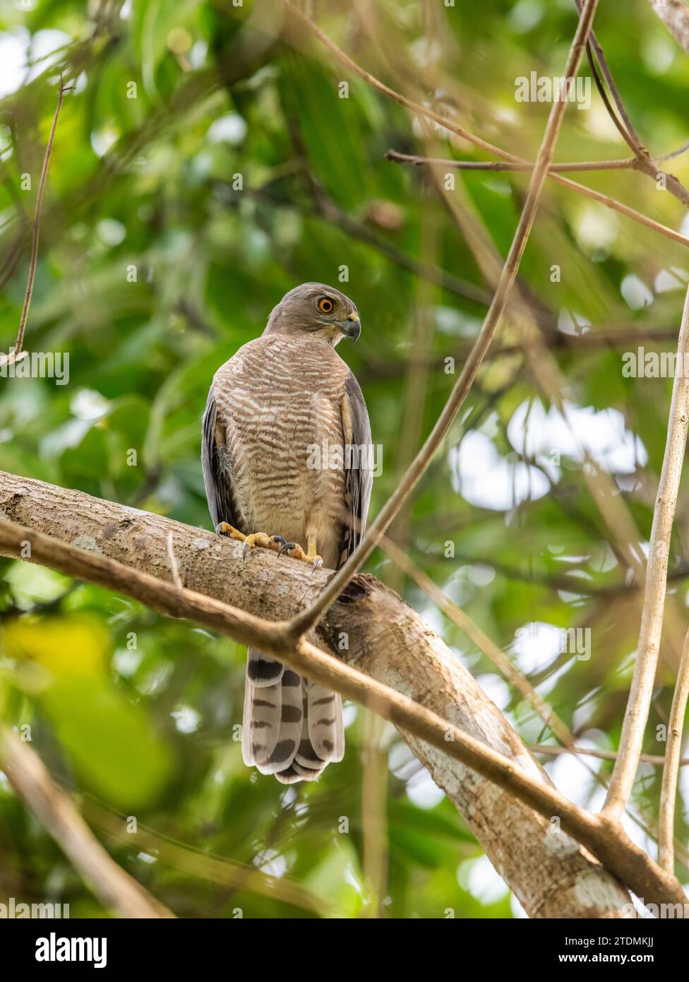 Capturing the Majestic Spirit of Predatory Elegance: The Shikra ...