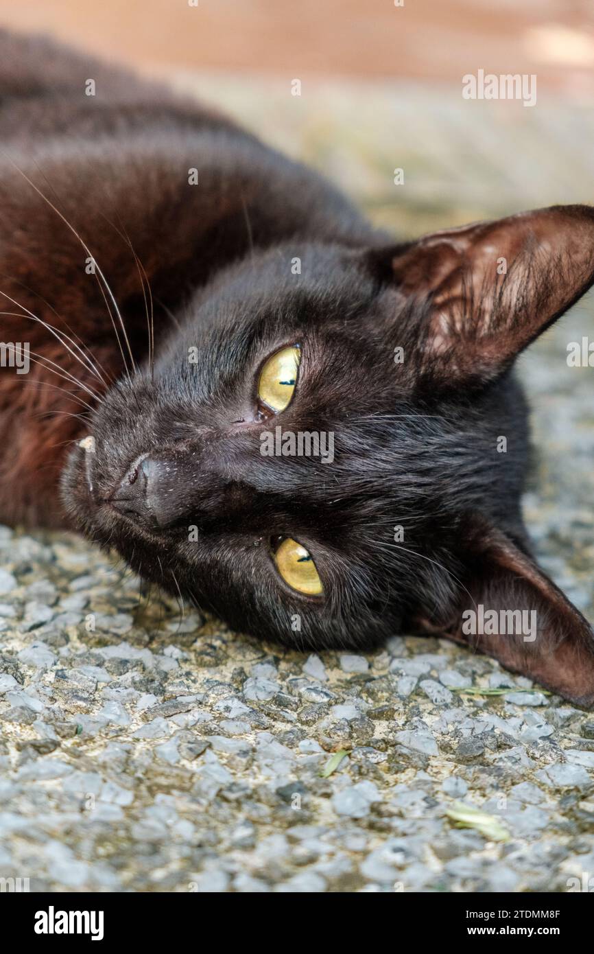 Green eyed black cat close hi-res stock photography and images - Alamy