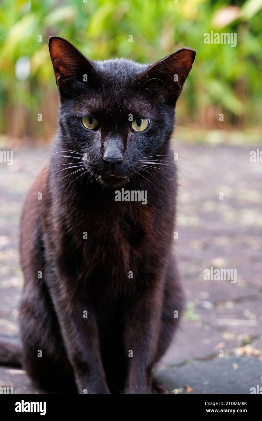Black Cat Stares From Pavement Stock Photo - Alamy