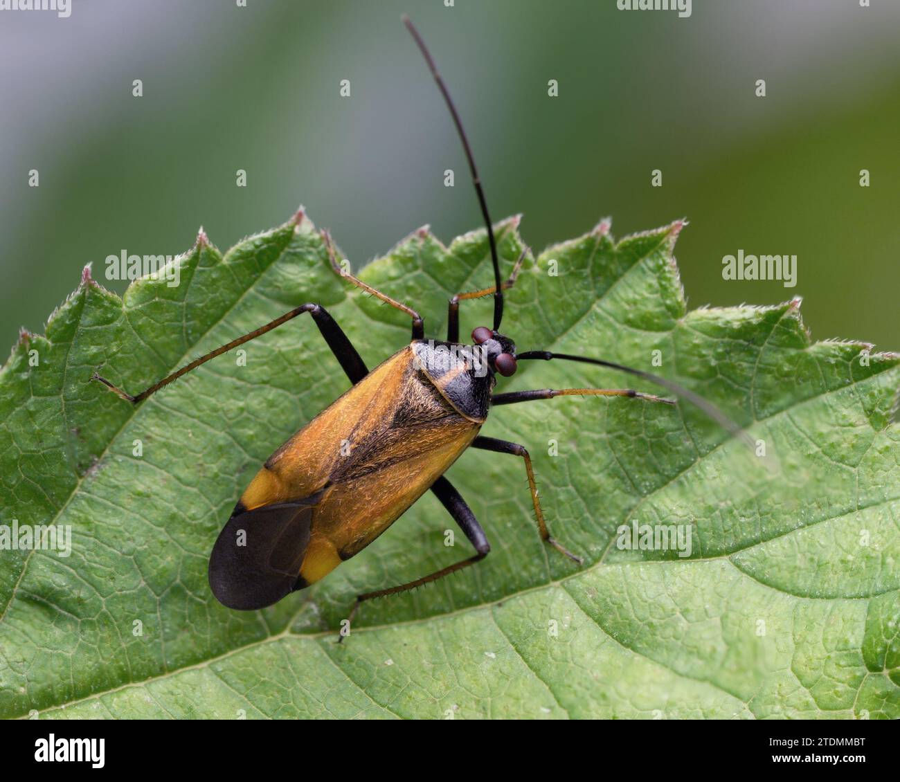 Adelphocoris seticornis Mirid bug resting on leaf. Tipperary, Ireland ...