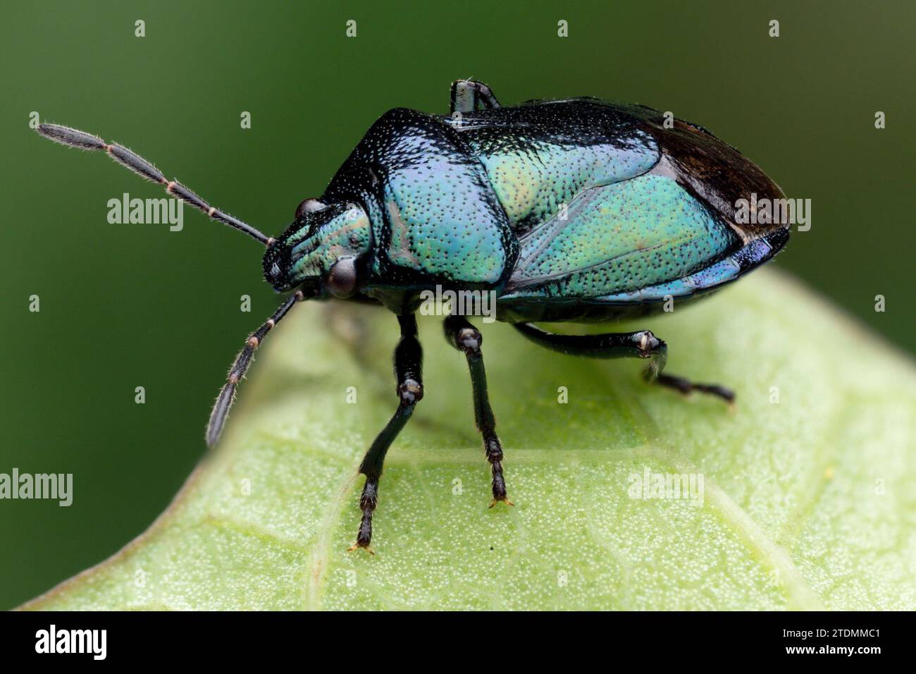 Blue Shieldbug nymph (Zicrona caerulea) on underside of leaf. Tipperary ...