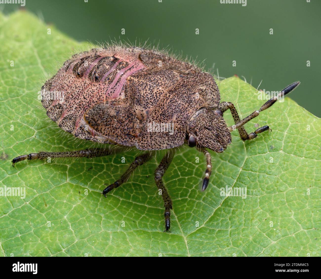 Hairy Shieldbug nymph (Dolycoris baccarum) at rest on plant leaf ...