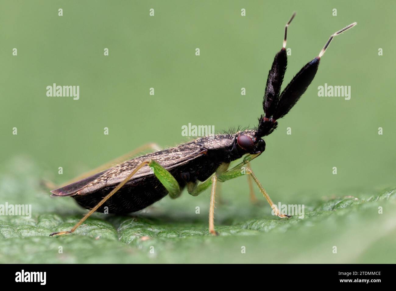 Heterotoma planicornis mirid bug resting on leaf. Tipperary, Ireland ...