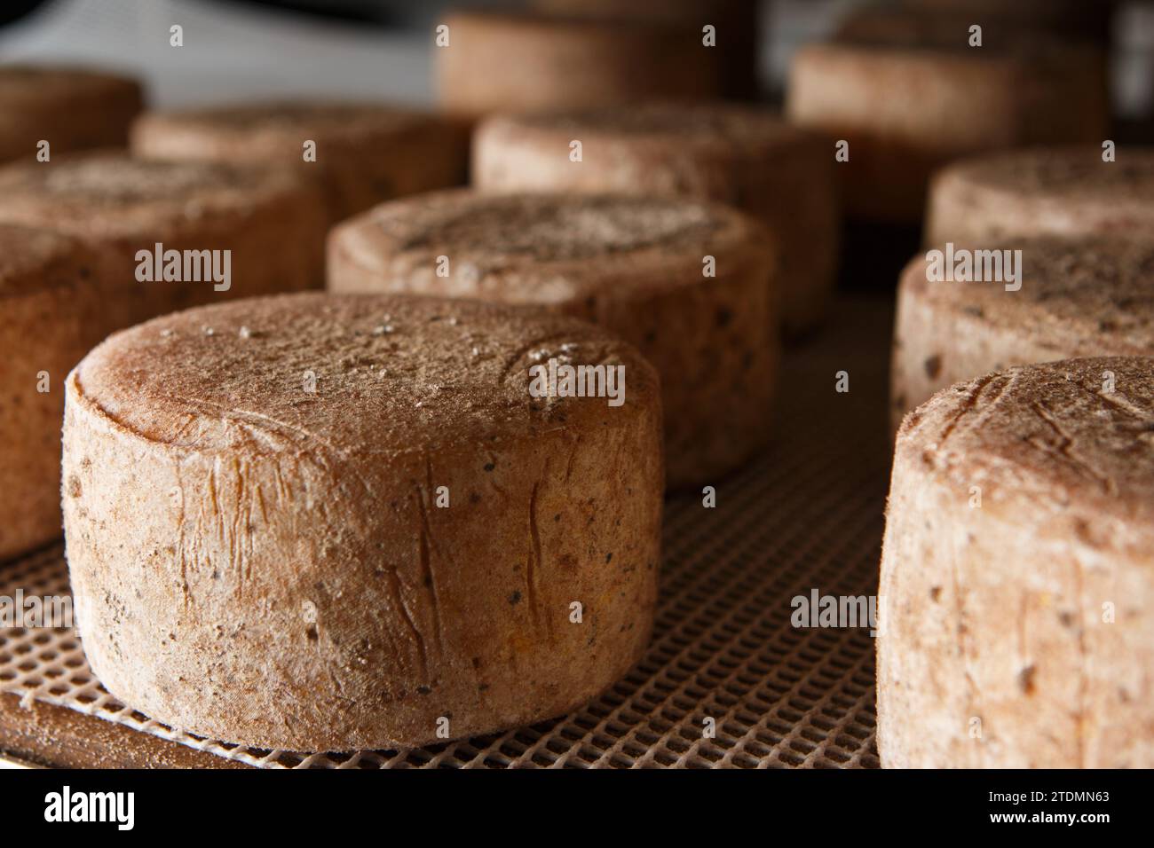Production of artisanal cheese. In the curing process Stock Photo - Alamy