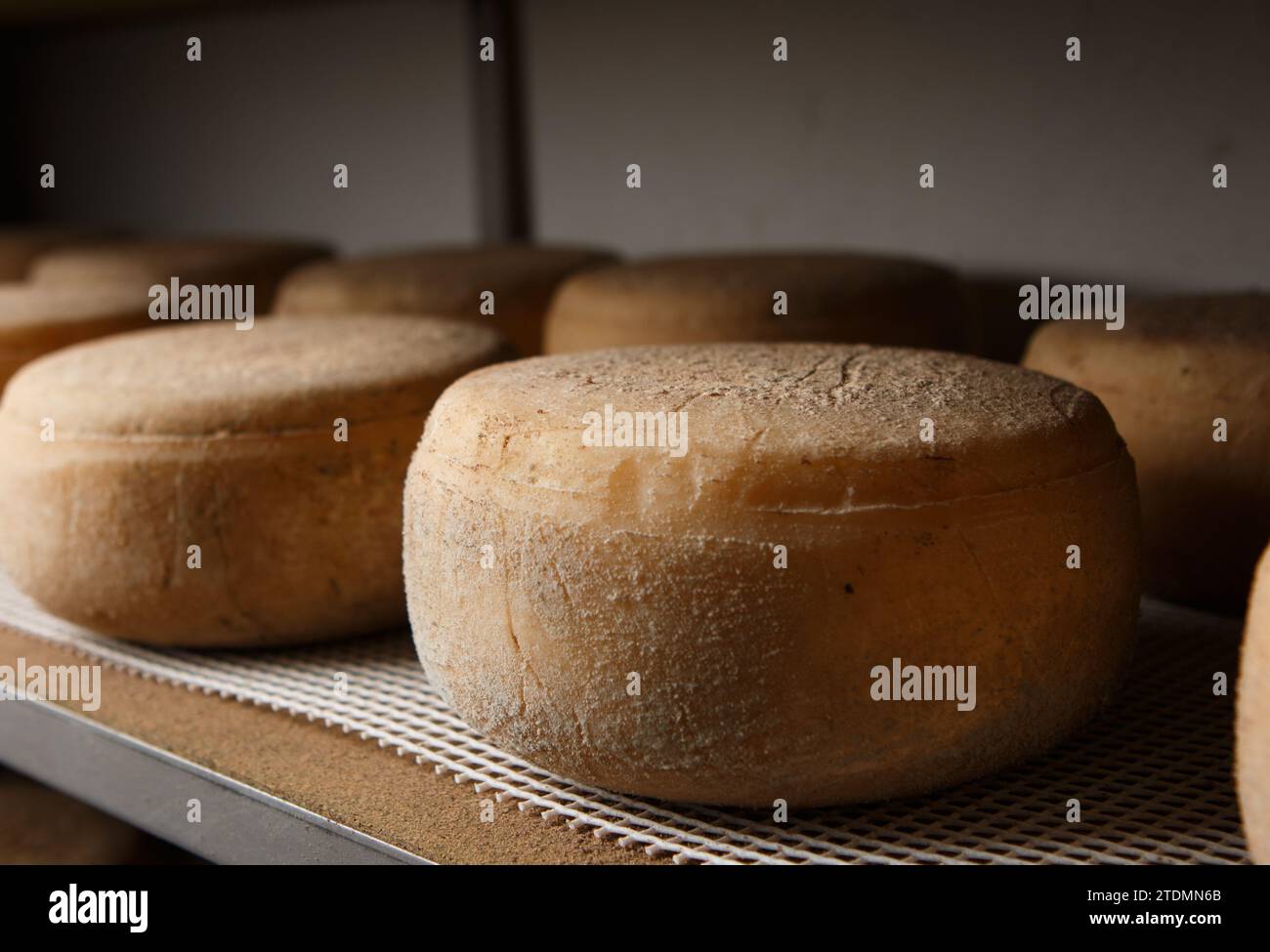 Production of artisanal cheese. In the curing process Stock Photo - Alamy
