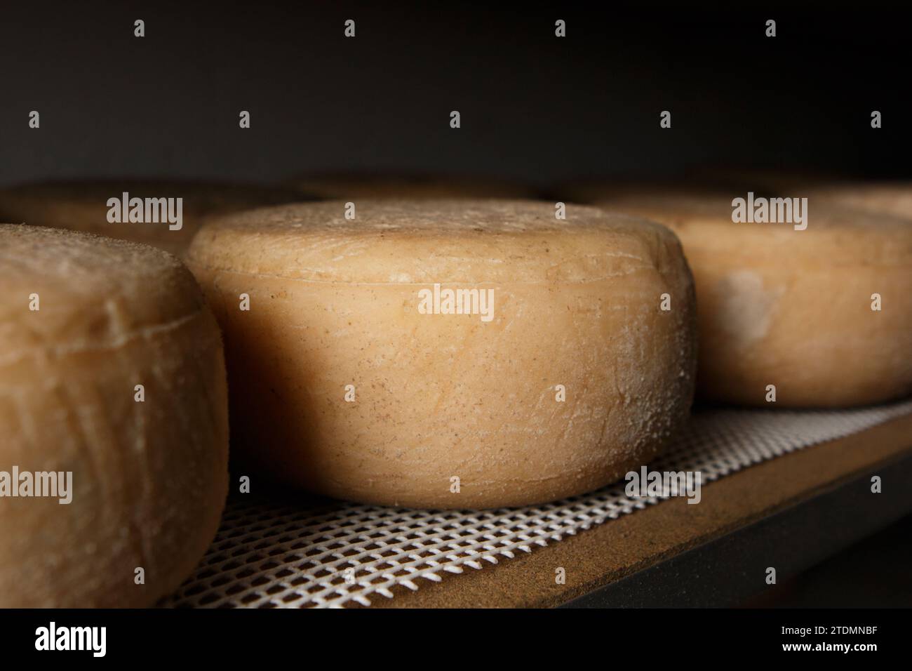 Production of artisanal cheese. In the curing process Stock Photo - Alamy
