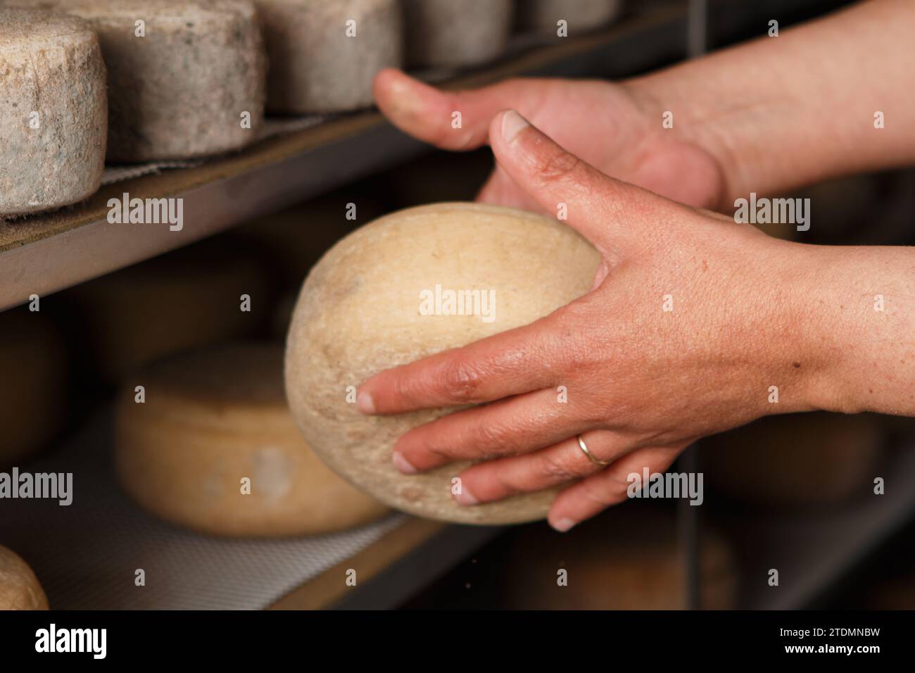 Production of artisanal cheese. In the curing process Stock Photo - Alamy