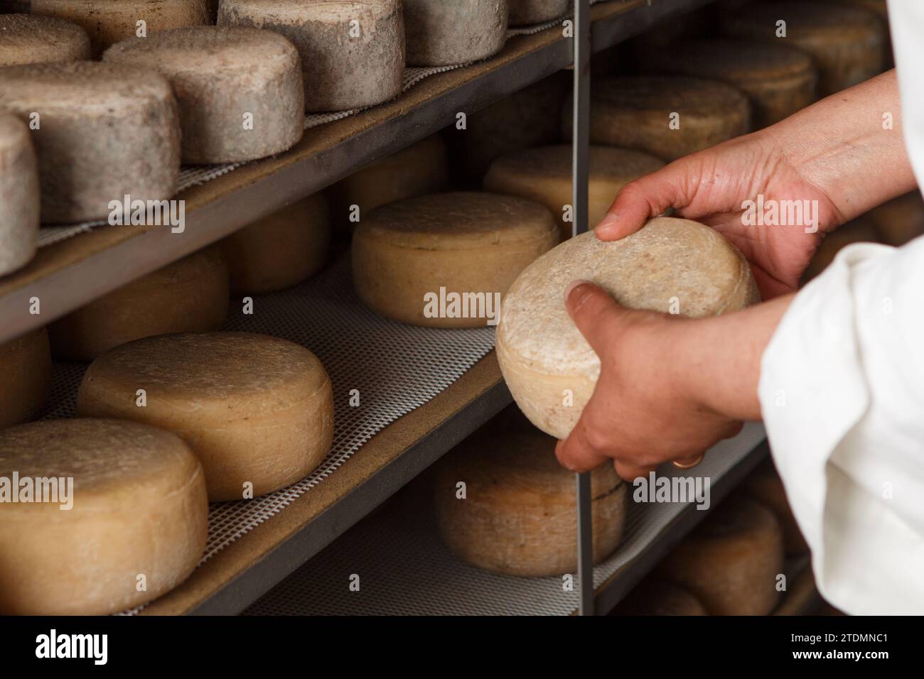 Production of artisanal cheese. In the curing process Stock Photo - Alamy