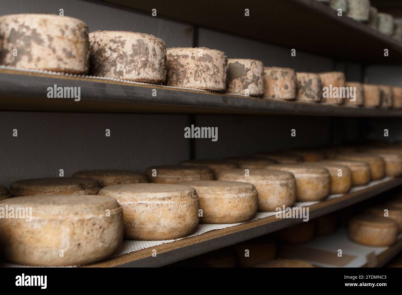 Production of artisanal cheese. In the curing process Stock Photo - Alamy