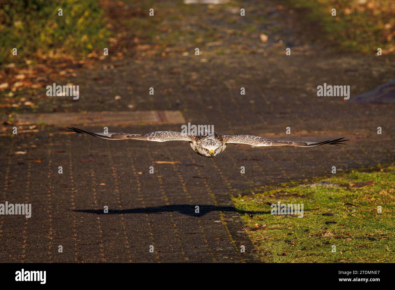 a young buzzard in flight in Deutz harbor, Cologne, Germany. ein junger ...