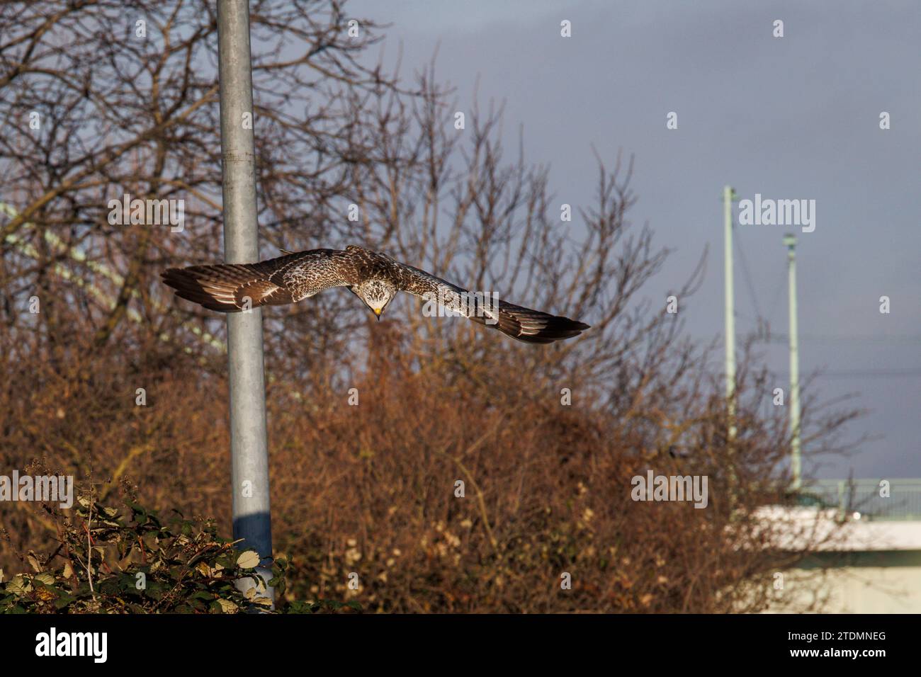 a young buzzard in flight in Deutz harbor, Cologne, Germany. ein junger ...