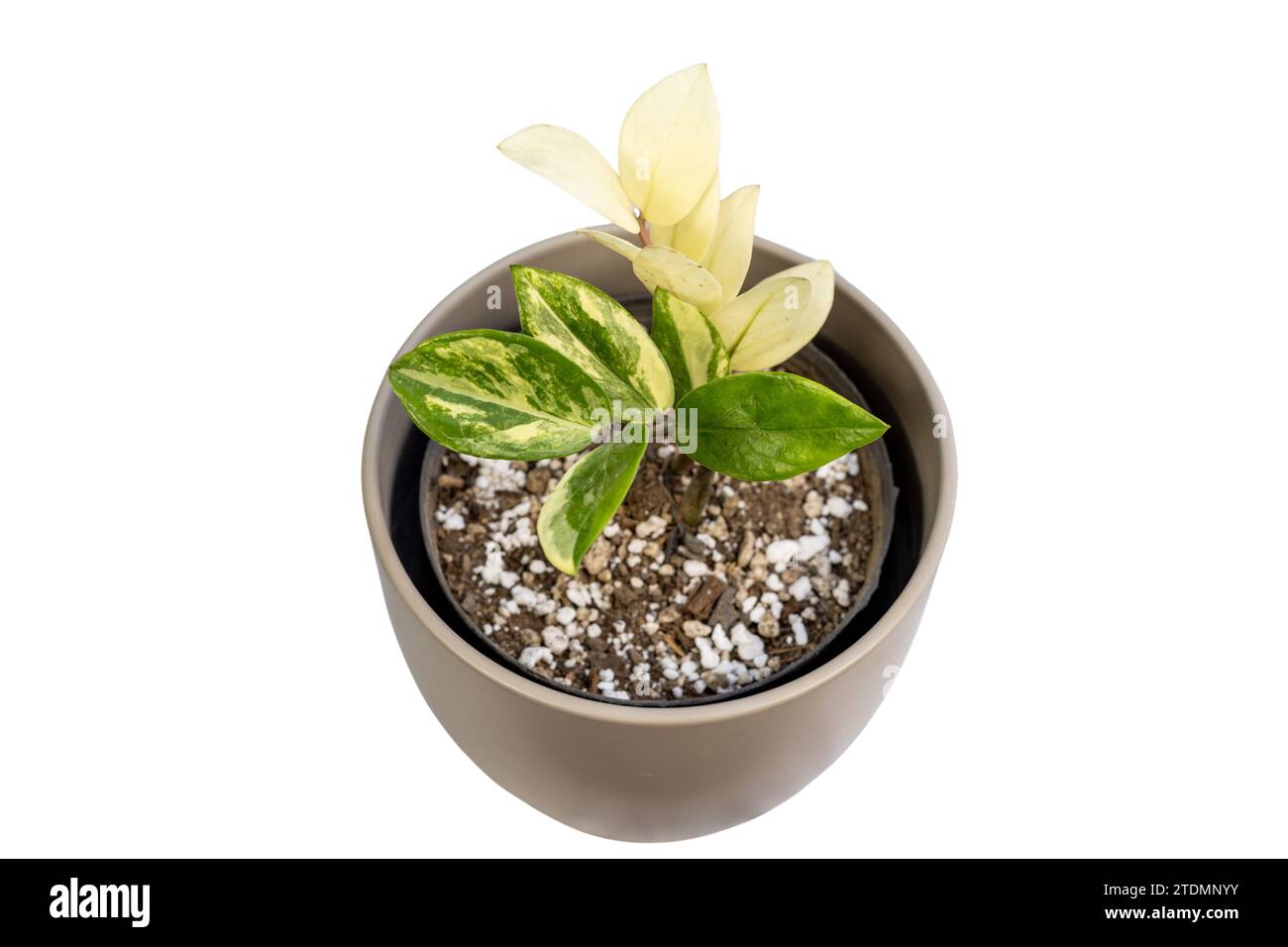 ZZ variegated plant on white isolated background Stock Photo - Alamy