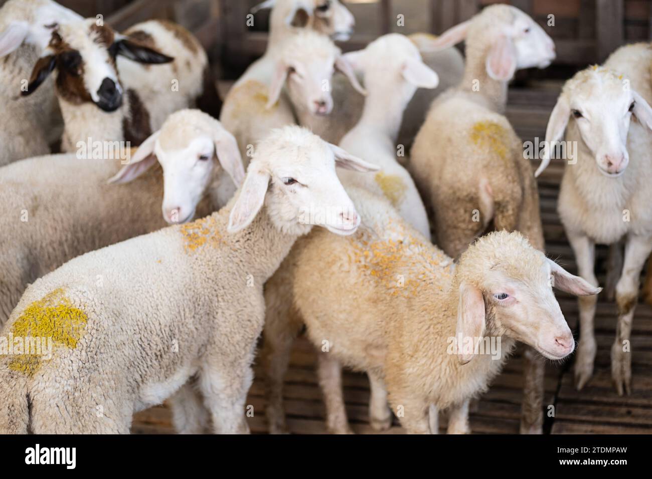 Farmhouse flock sheep in hi-res stock photography and images - Alamy