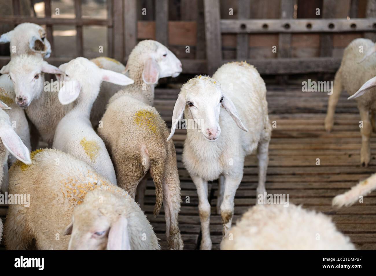 Sheep in stable hi-res stock photography and images - Alamy