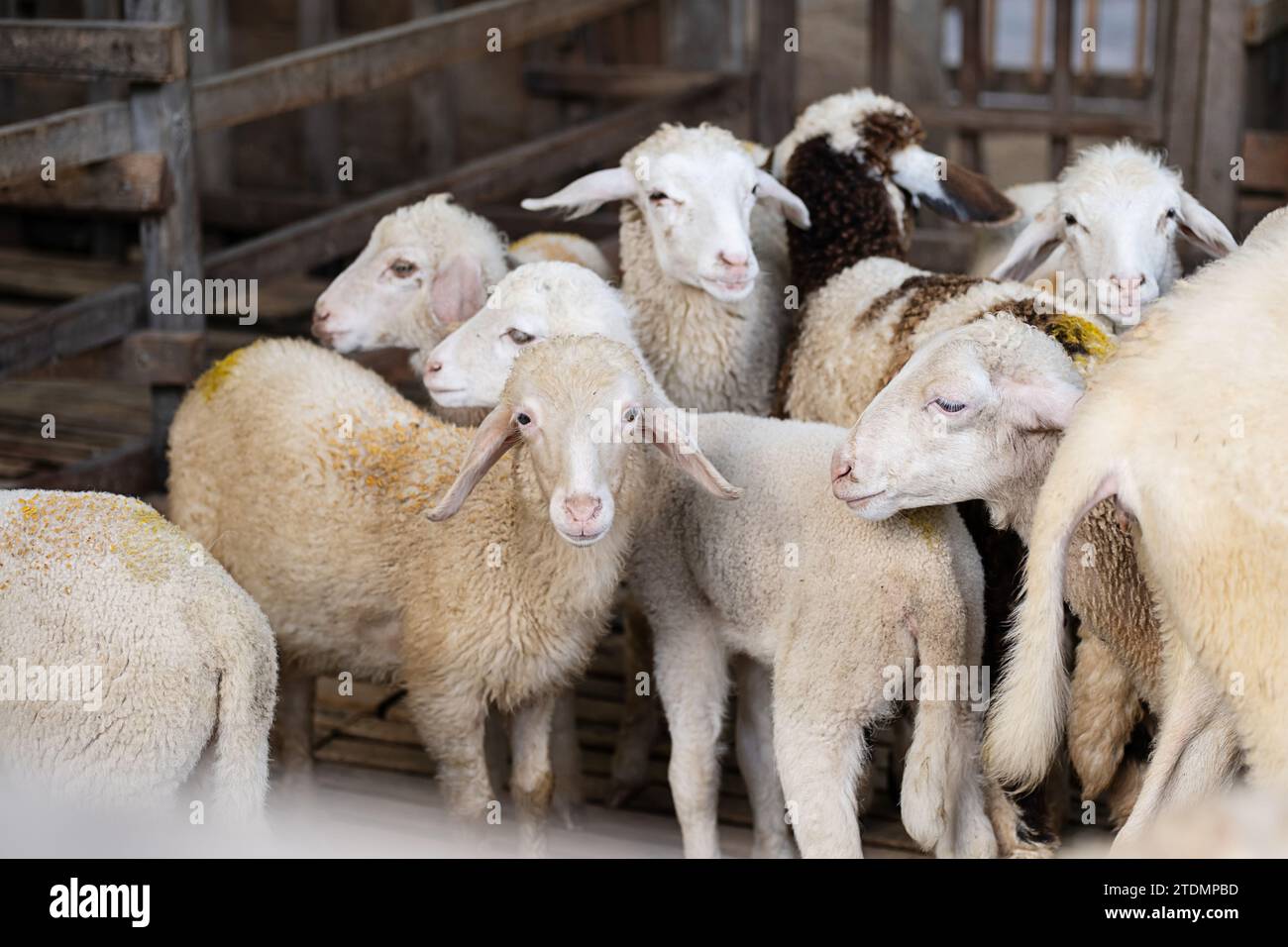 Sheep in stable hi-res stock photography and images - Alamy