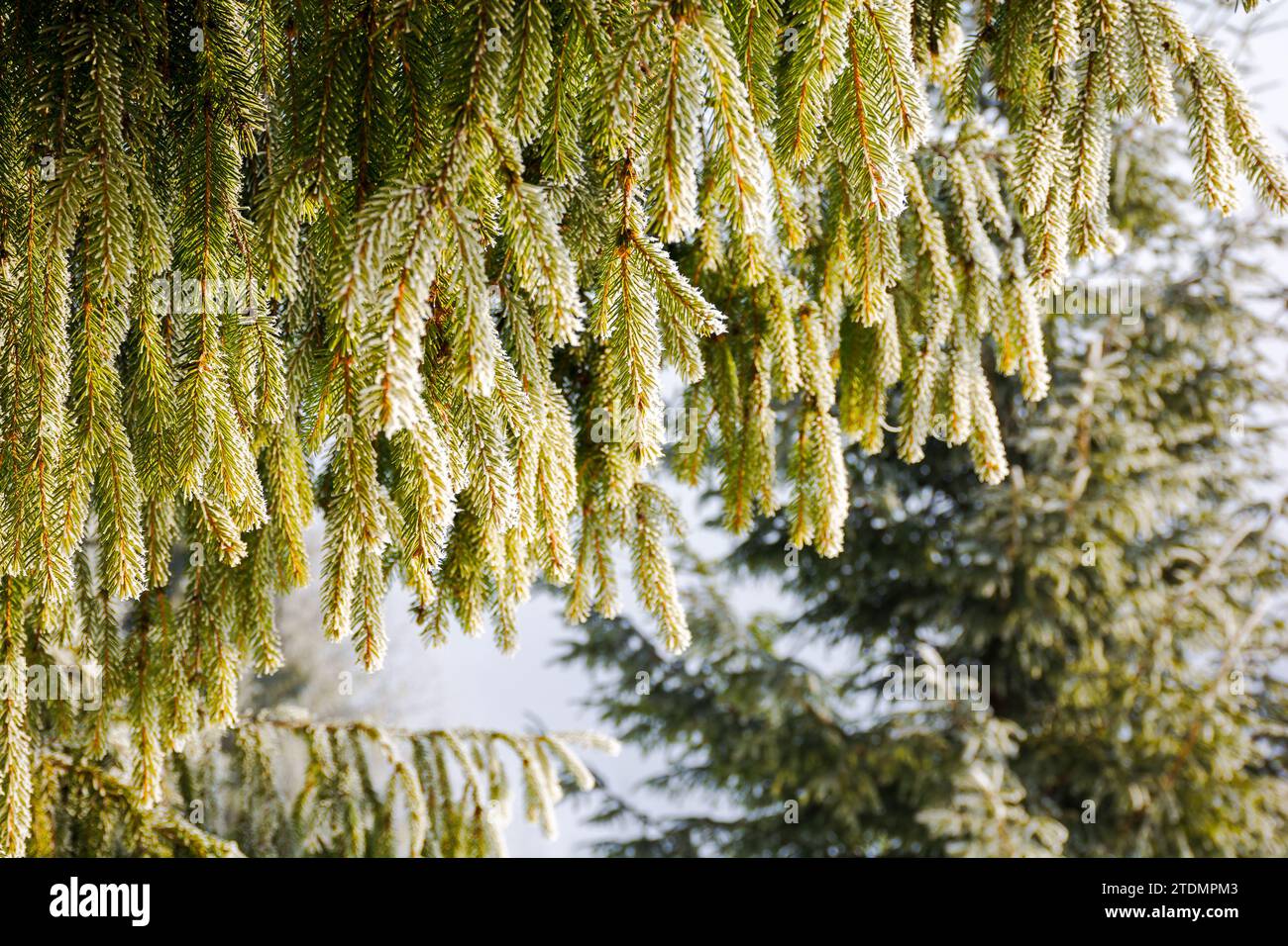 rime covered branch of a fir tree in morning light. closeup nature ...