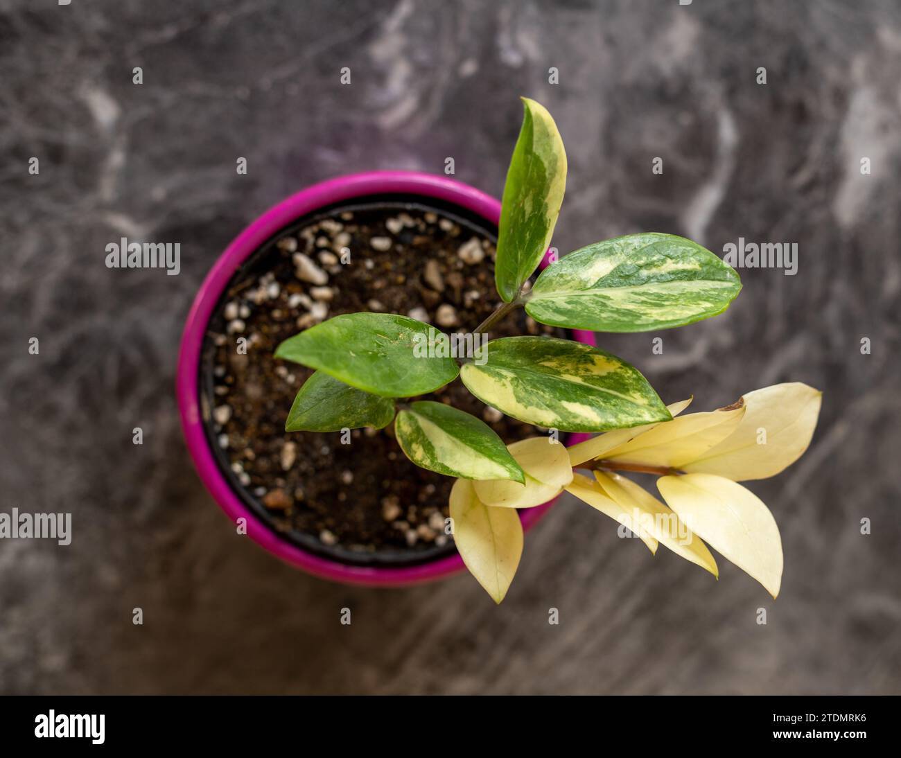 Pot plant top view hi-res stock photography and images - Alamy