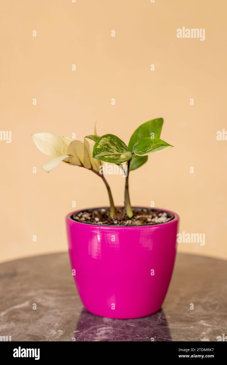 Zamioculcas zamiifolia variegated hi-res stock photography and images ...