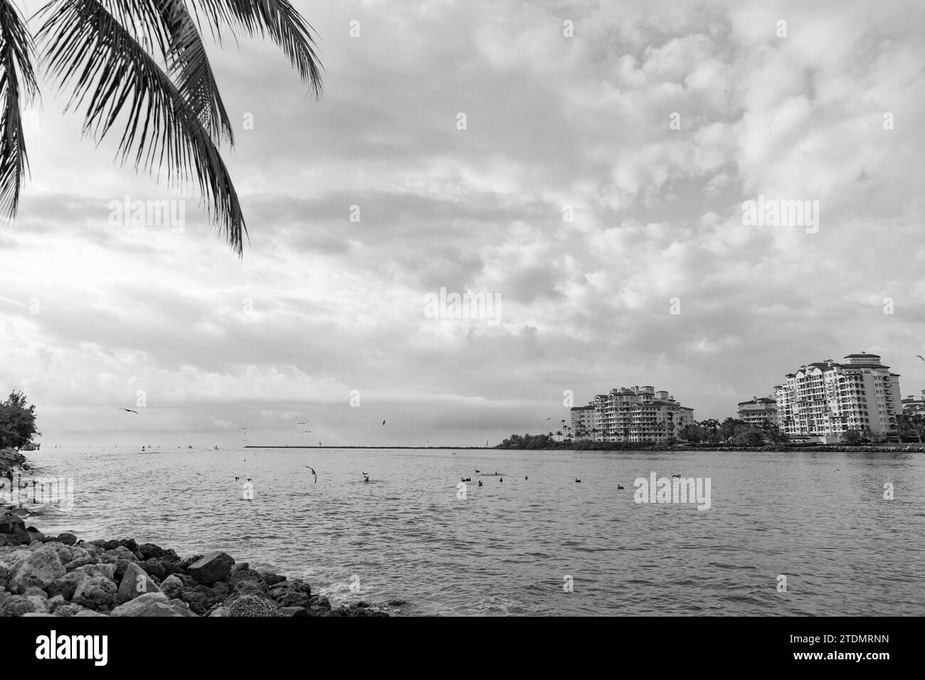 downtown cityscape architecture with palm leaf. seaside downtown ...