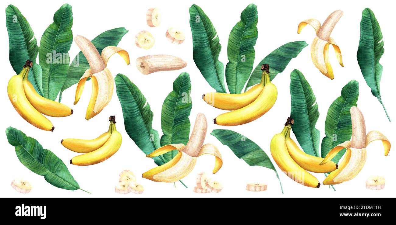 Cross section of a banana tree hi-res stock photography and images - Alamy