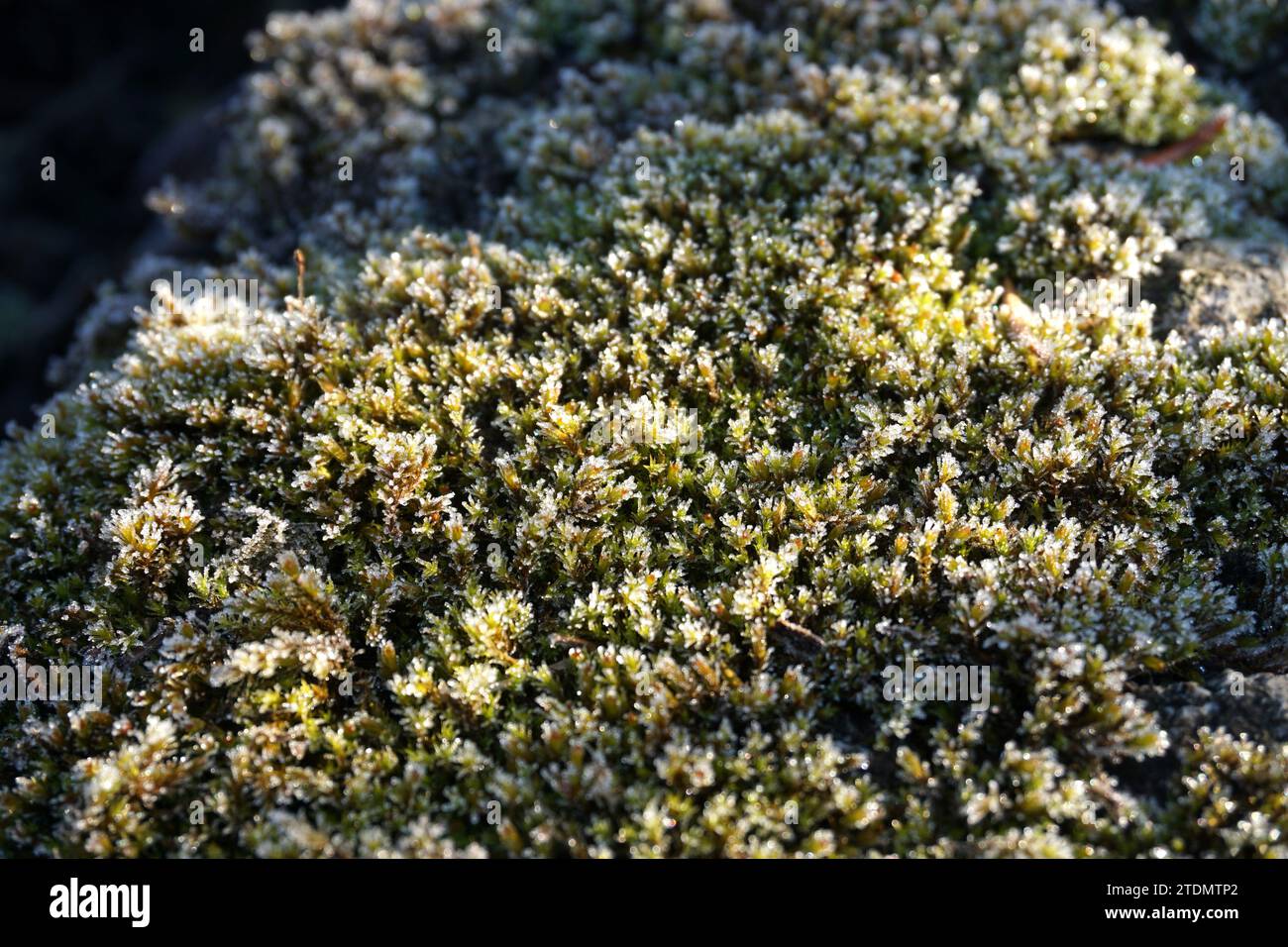 Moss in winter macro hi-res stock photography and images - Alamy