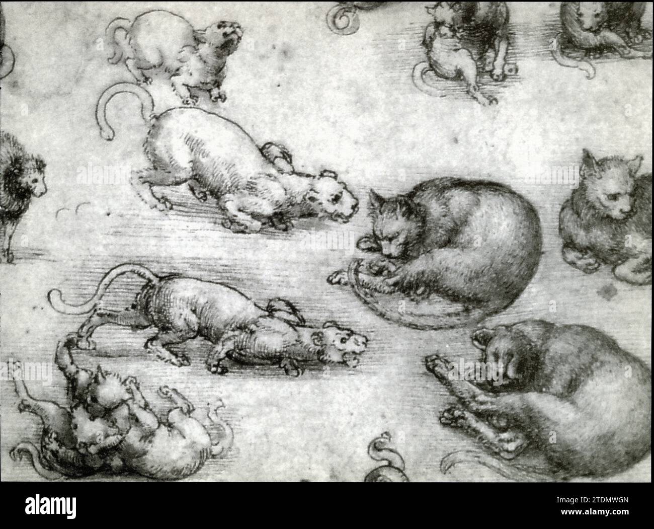 LEONARDO DA VINCI.STUDIES OF CATS.CIRCA 1513.INK AND WASH-PAINT DRAWING ...